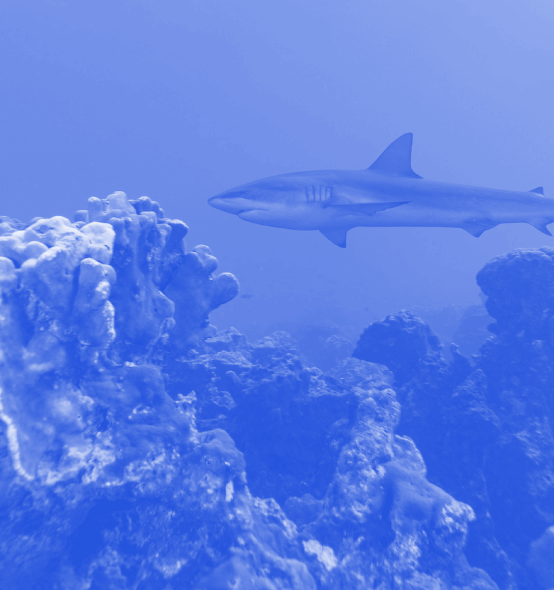 OpenEarth Foundation │ Earth comes first